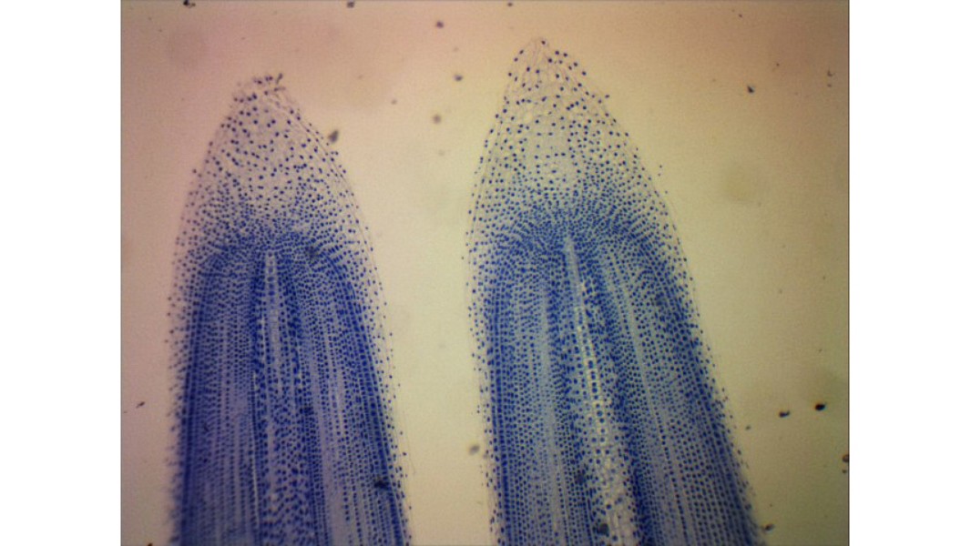 Solved Locate a cell undergoing the G2 phase of | Chegg.com