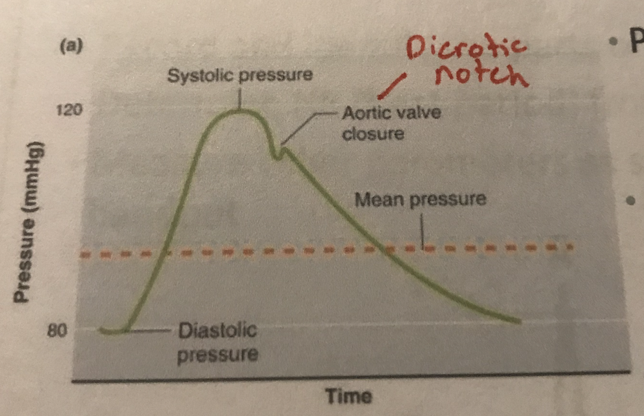 Solved What is the functional relevance of the dicrotic | Chegg.com