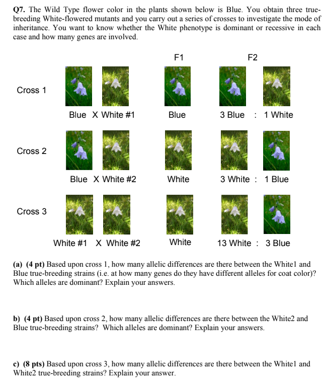 Solved Q7. The Wild Type flower color in the plants shown | Chegg.com