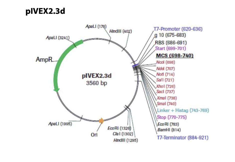 Solved 1. Take a look back at the pIVEX2.3d vector and think | Chegg.com