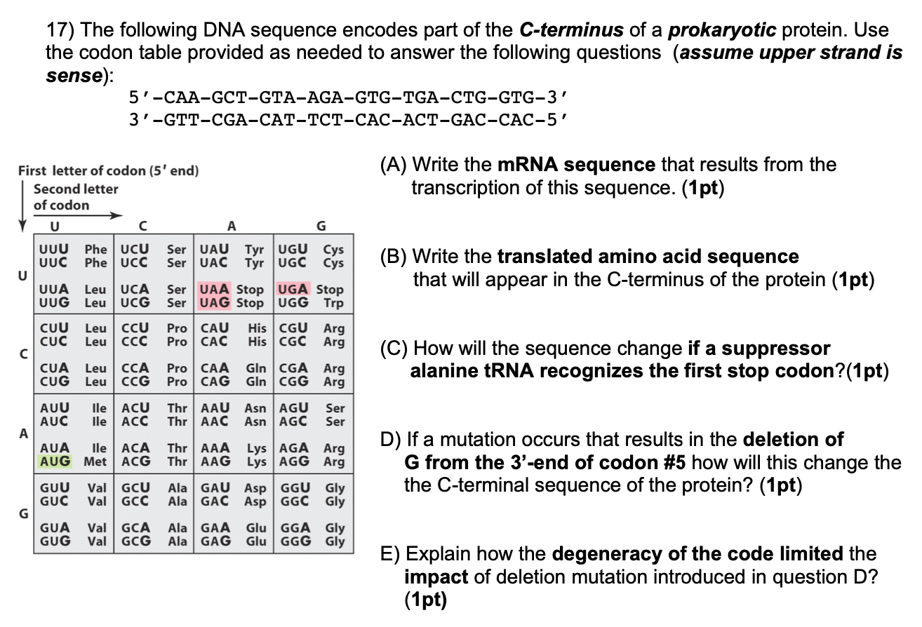 Solved 17) The following DNA sequence encodes part of the | Chegg.com