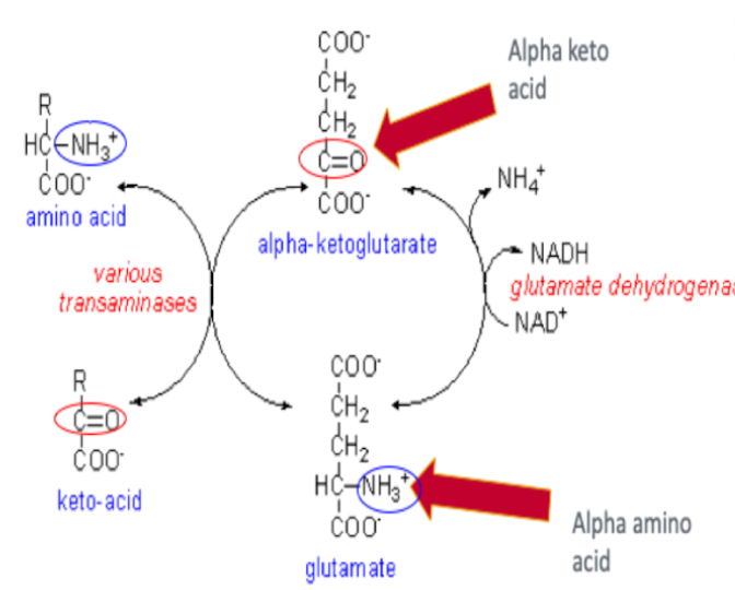 Solved Why Would Glutamate Utilize The Oxidative Deamination