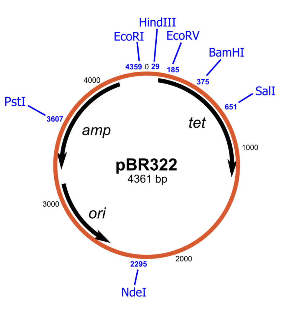 Solved 1. Examine the structure of pBR322 as depicted in the | Chegg.com