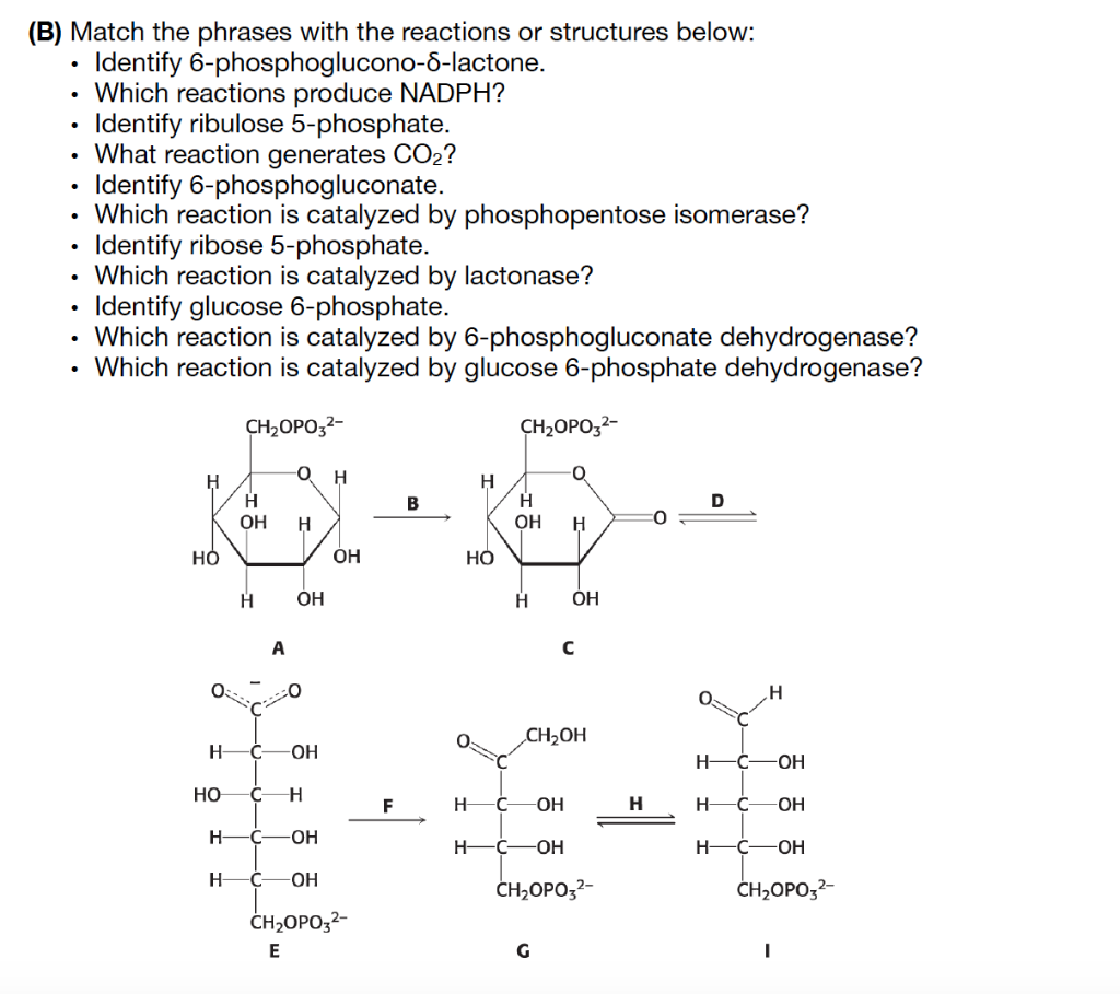 Solved (B) Match the phrases with the reactions or | Chegg.com