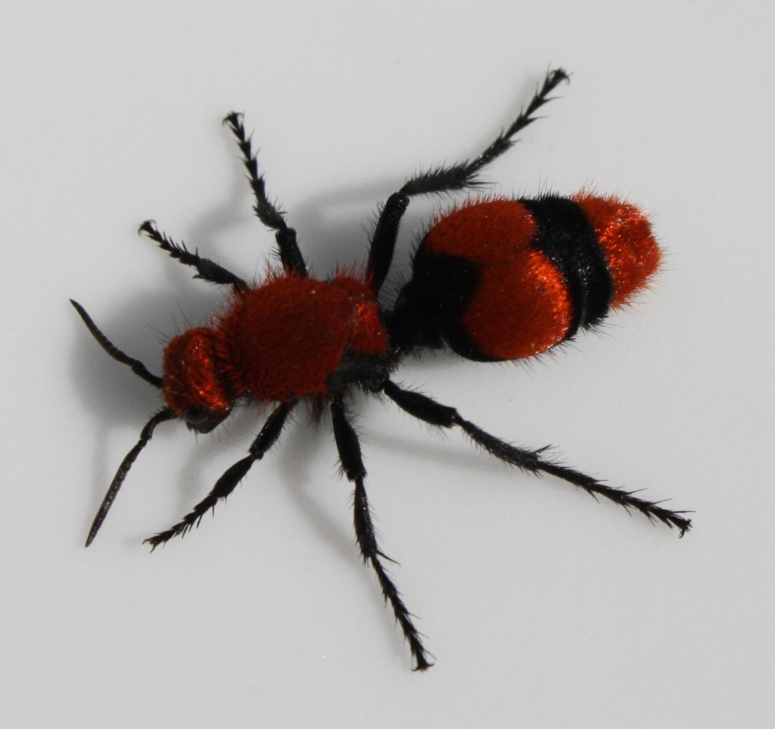 Protura Telsontails Proturans
