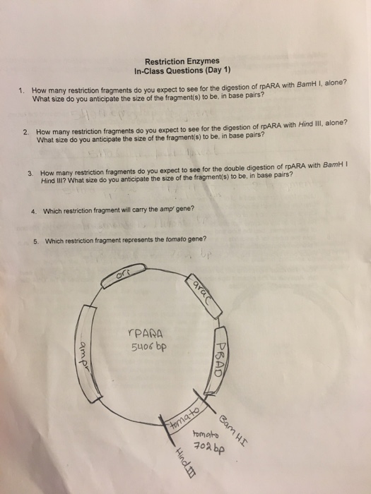 Solved Restriction Enzymes In-Class Questions (Day 1) 1. How | Chegg.com