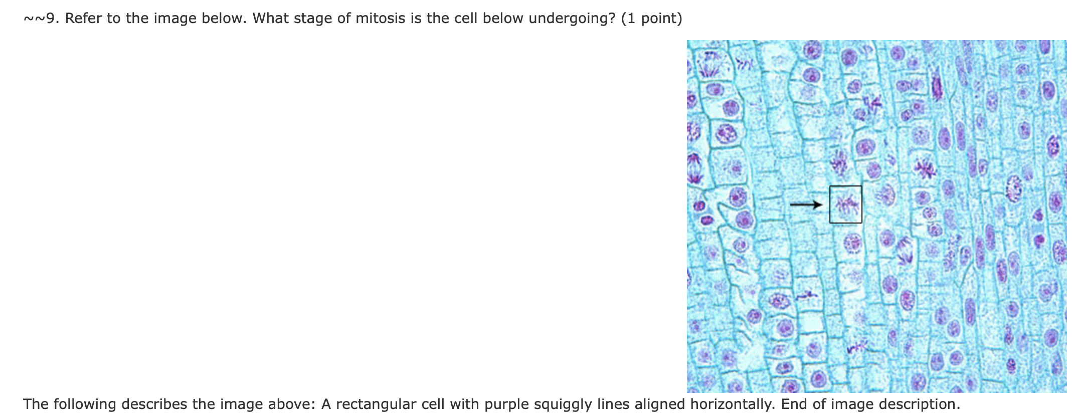 Solved ~~9. Refer to the image below. What stage of mitosis | Chegg.com