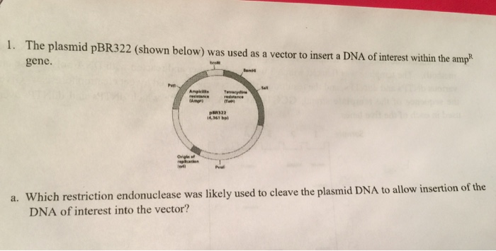 Solved 1. The plasmid pBR322 (shown below) was used as a | Chegg.com