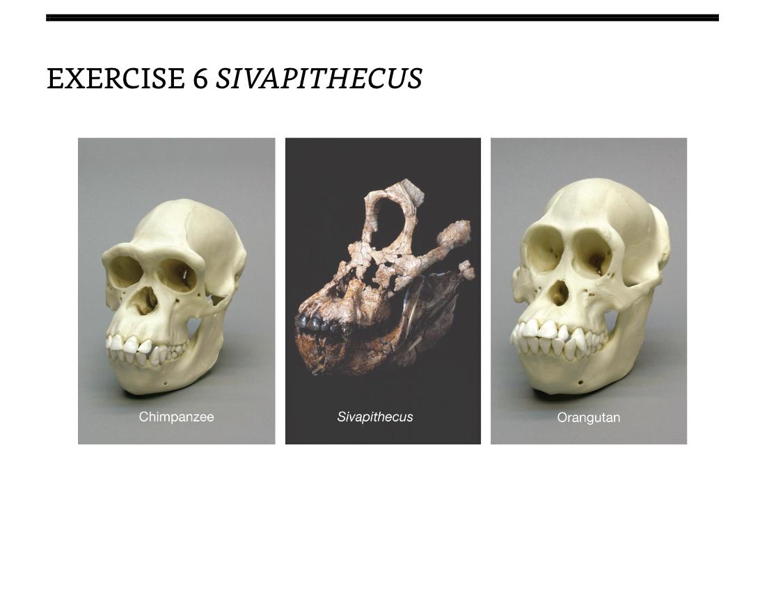 Solved EXERCISE 6 SIVAPITHECUS Work in a small group or | Chegg.com