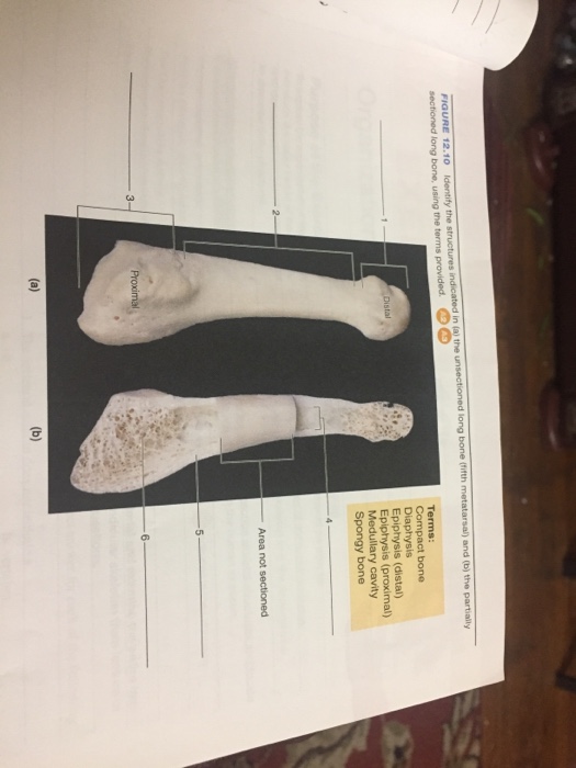 Solved Identify the structure indicated in the unsectioned | Chegg.com