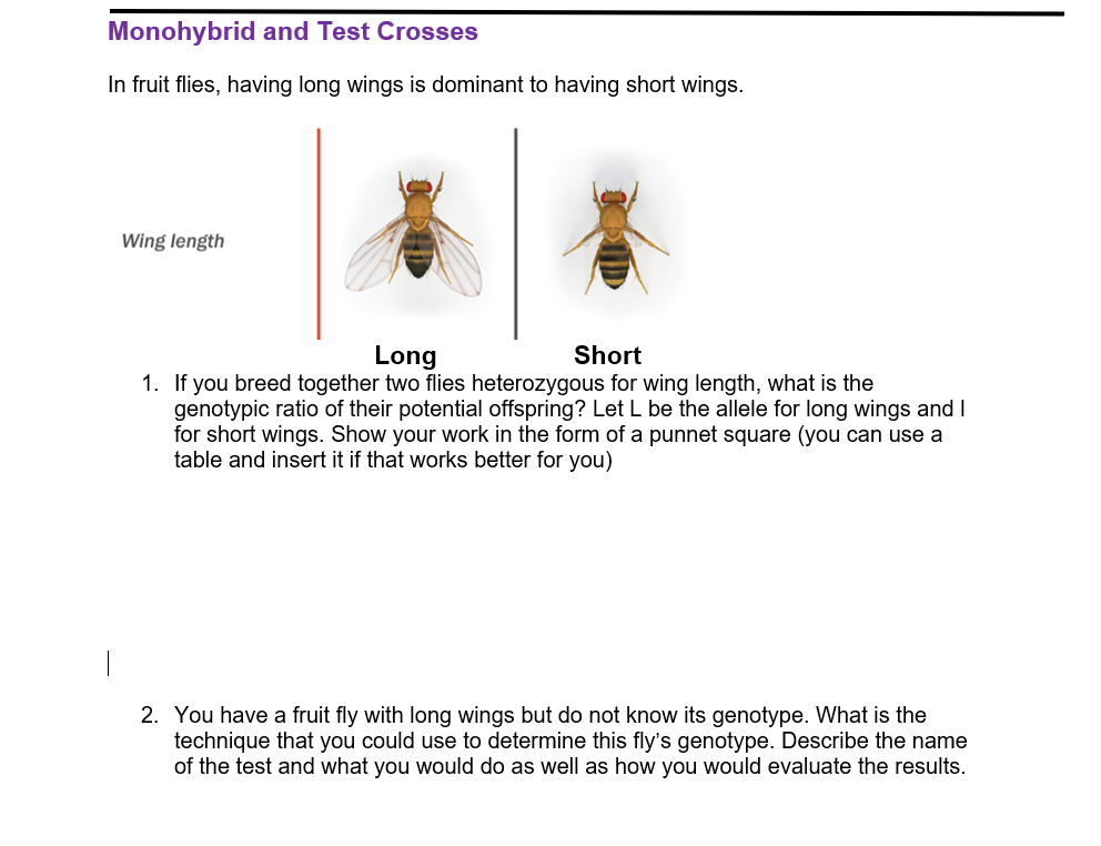 Solved Monohybrid and Test Crosses In fruit flies, having | Chegg.com