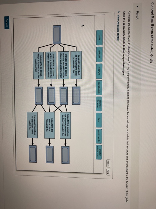 Solved Concept Map: Bones of the Pelvic Girdle Drag the | Chegg.com