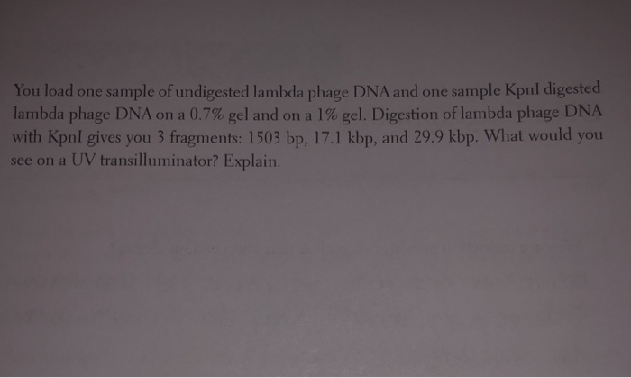 Solved You load one sample of undigested lambda phage DNA | Chegg.com