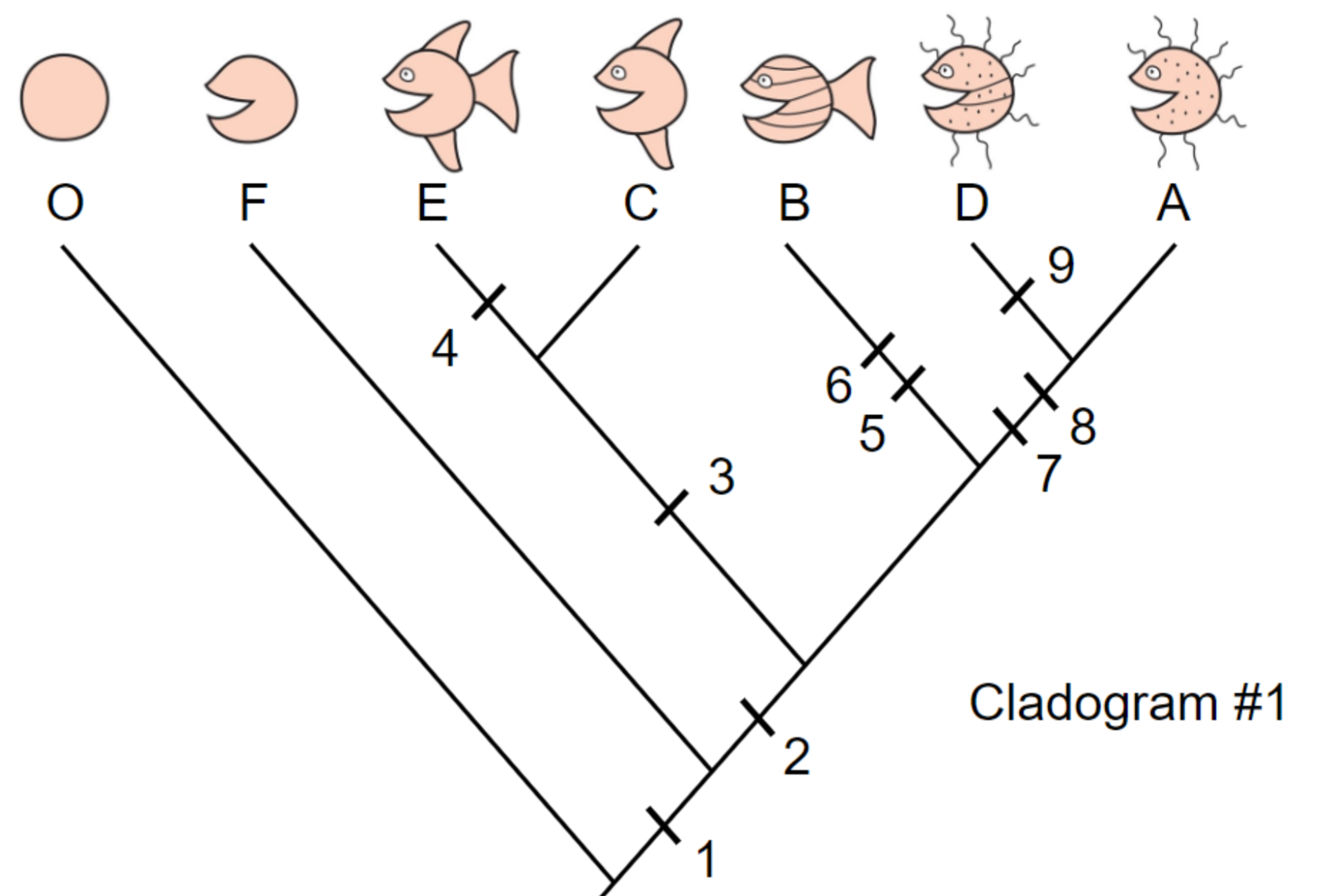 Solved Look back at the three cladograms you labeled with | Chegg.com