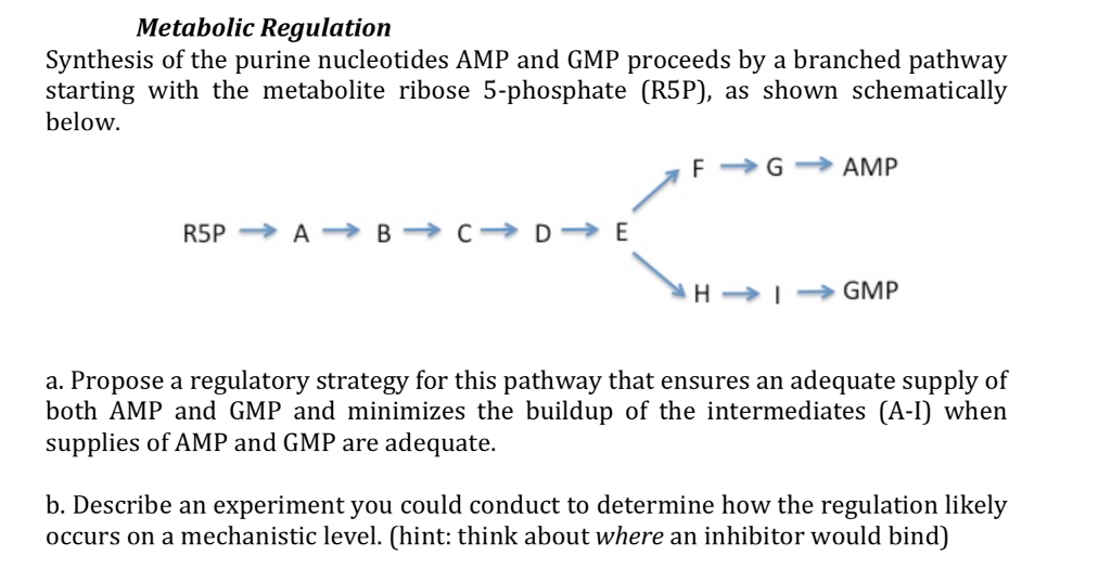 Solved Metabolic Regulation Synthesis of the purine | Chegg.com