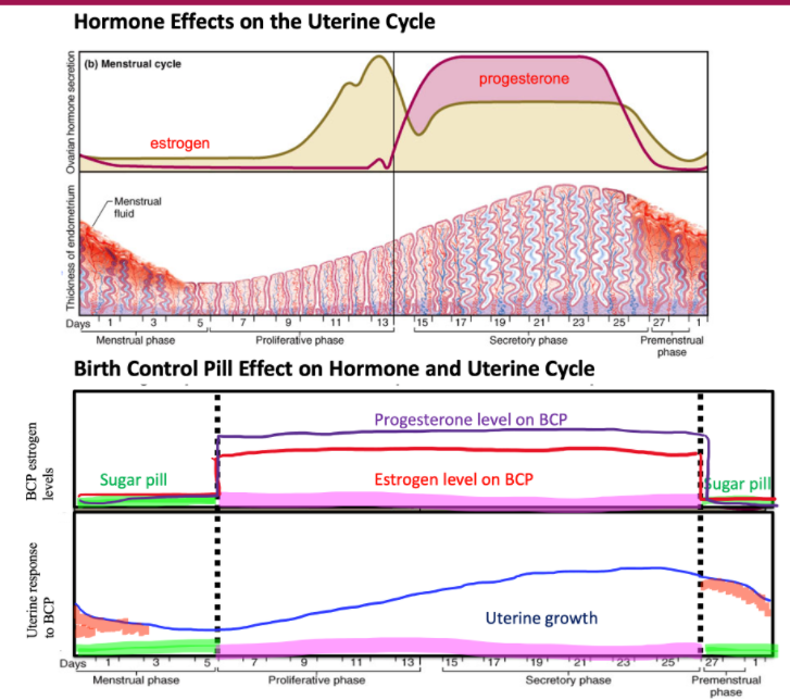 Solved Hormone Effects on the Uterine Cycle Mercycle | Chegg.com