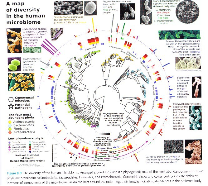 Solved Many Coynebactewn A map of diversity in the human | Chegg.com