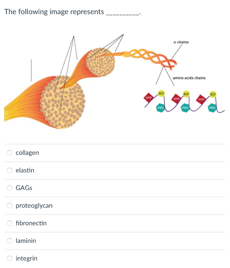 Solved The following image represents collagen elastin GAGs | Chegg.com