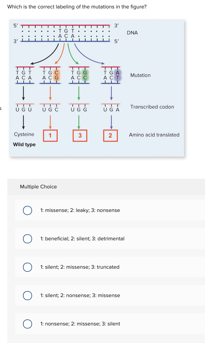 Solved Which is the correct labeling of the mutations in the | Chegg.com