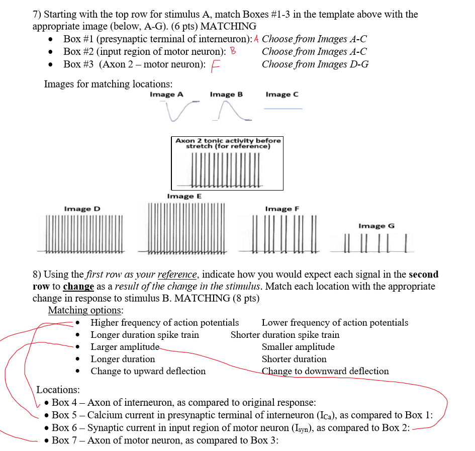 Polysynaptic stretch reflex pathway signaling The | Chegg.com