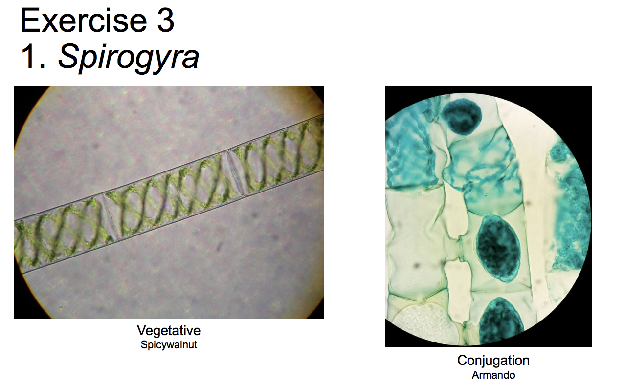 Spirogyra Vegetative Filaments