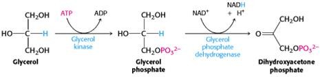 Solved Glycerol enters the glycolytic pathway as dihydroxy | Chegg.com