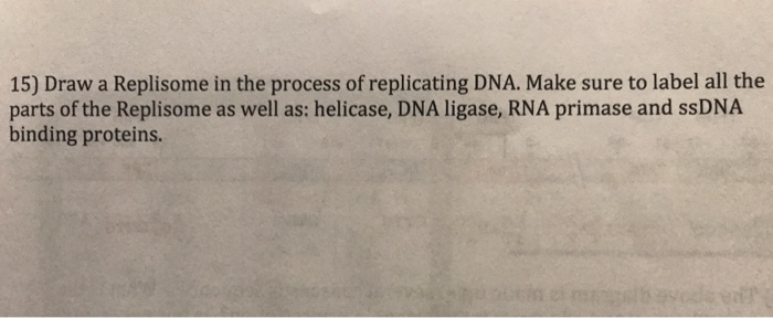 Solved 15) Draw a Replisome in the process of replicating | Chegg.com