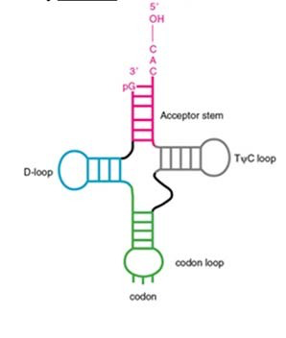 Solved Jacky draws a tRNA molecule. Identify and explain | Chegg.com