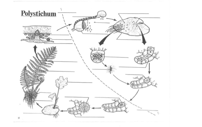 Solved Polystichum 、 | Chegg.com