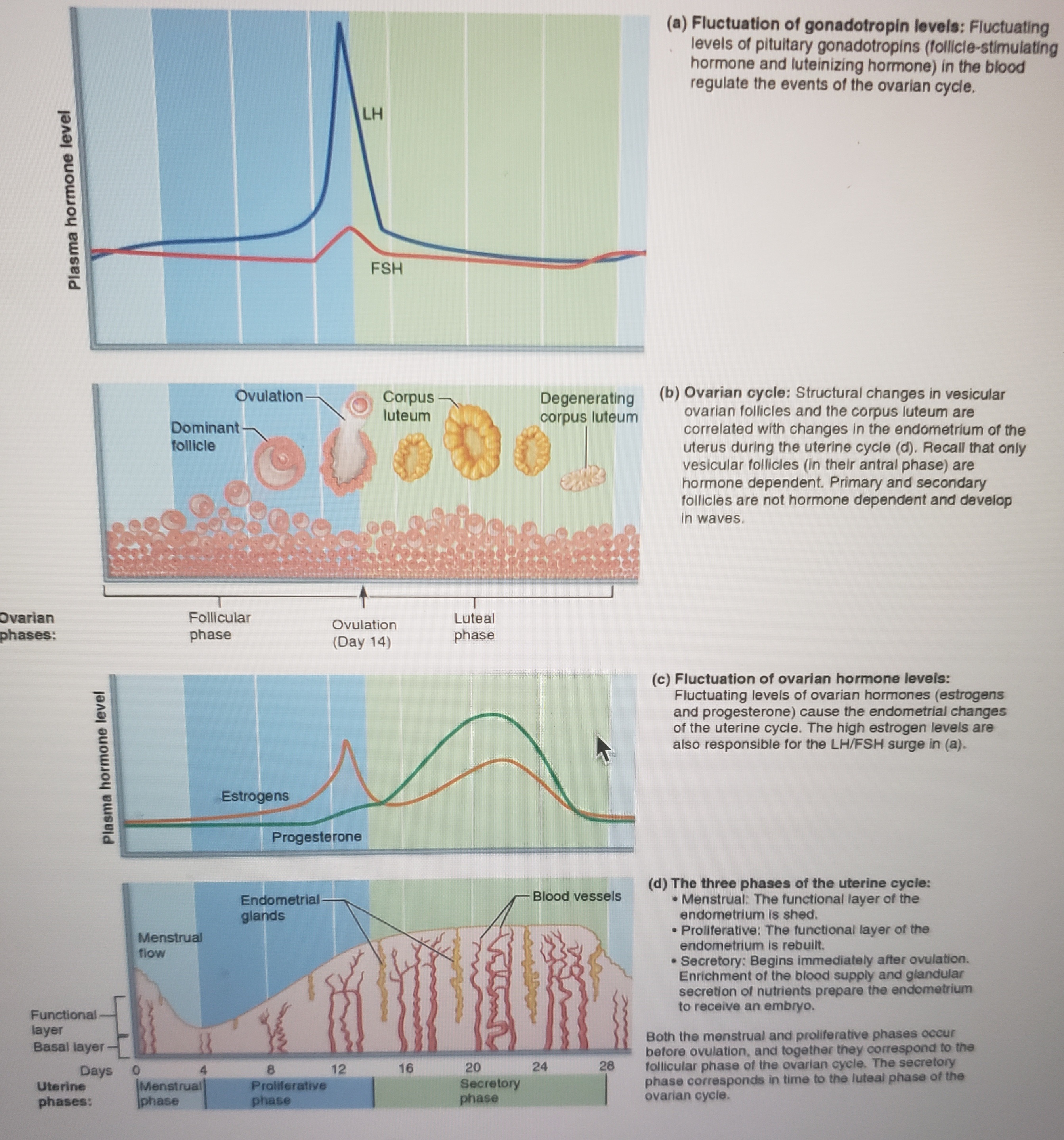 Solved Consider Figure 27.25. 1. Why is it that estrogen | Chegg.com