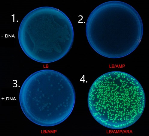 Solved 1 – 2 consider the plates pictured in the pGLO lab as | Chegg.com