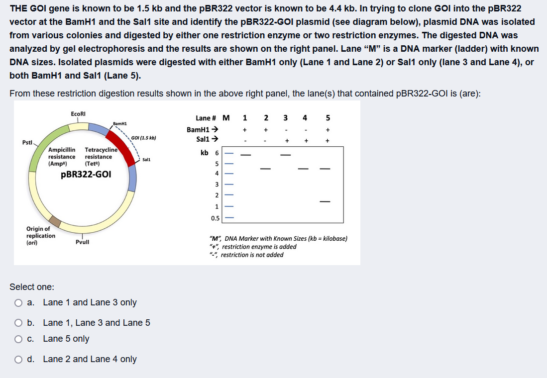 Solved GOI (Gene-of-Interests) gene contains two restriction | Chegg.com