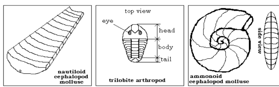 Solved 1a. What is the symmetry of these | Chegg.com