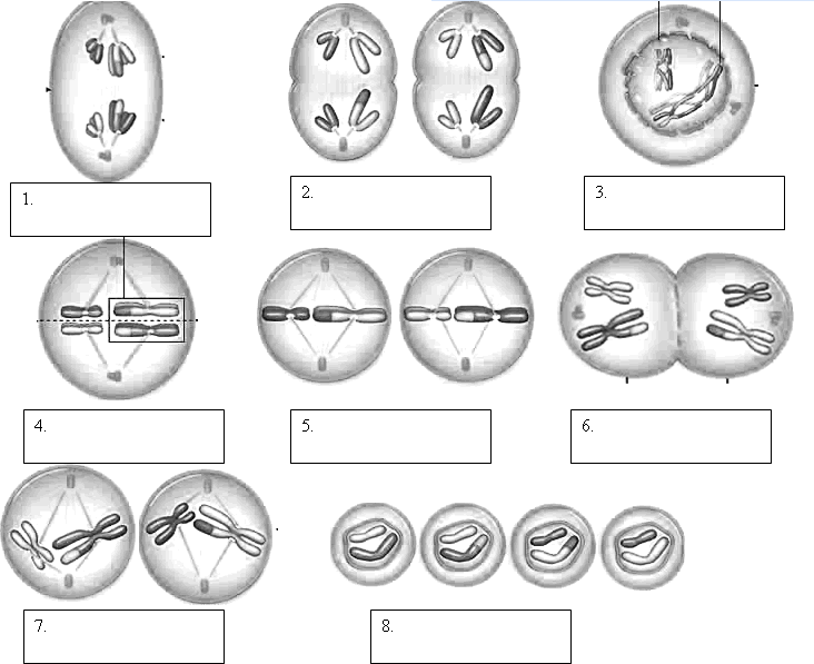 The Stages Of Meiosis I And Ii Masteringbiology