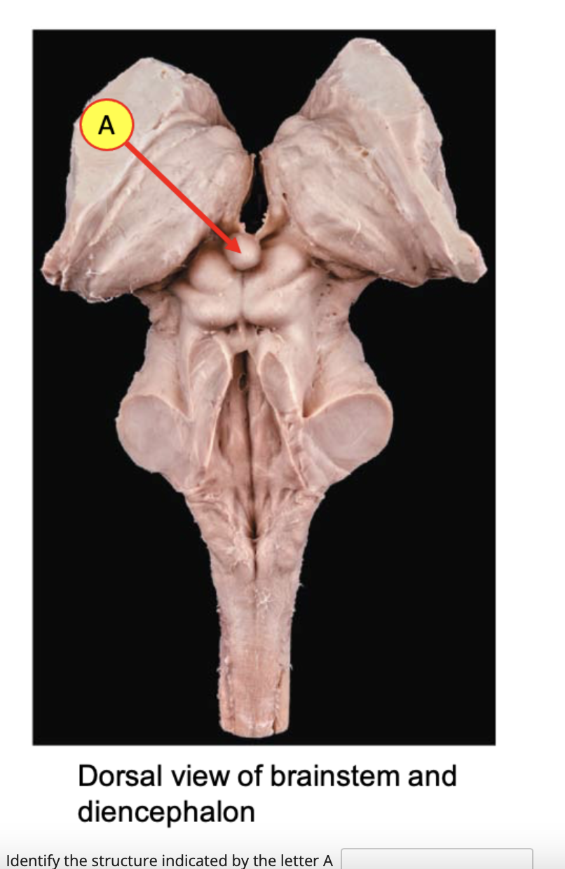 Dorsal View Of Brainstem