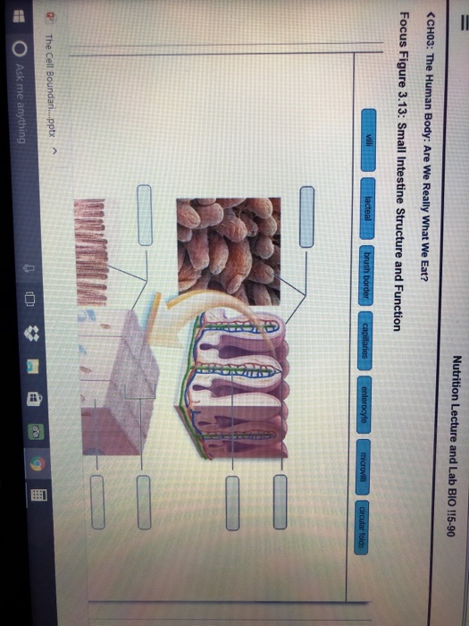 Solved CSecure | https//session Nutrition Lecture and Lab | Chegg.com