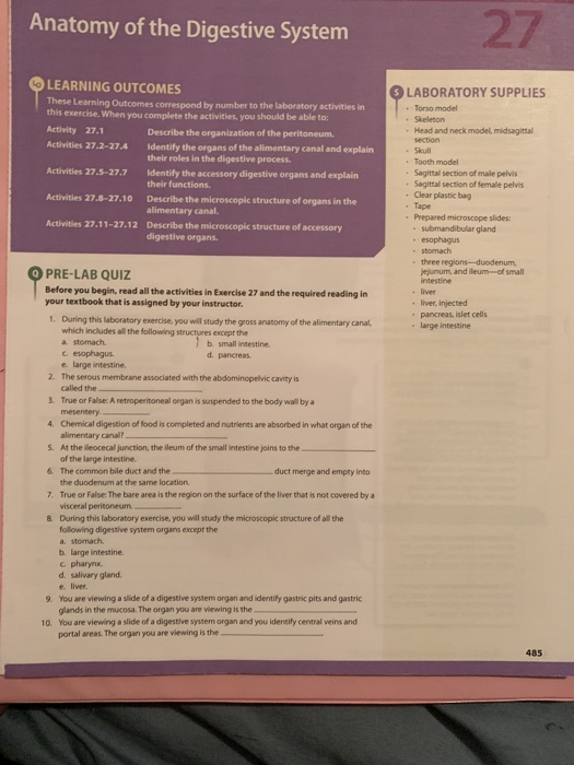 Solved Anatomy Of The Digestive System Learning Outcomes Chegg
