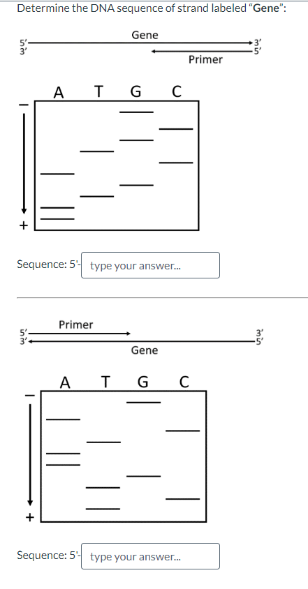 Solved Determine the DNA sequence of strand labeled "Gene": | Chegg.com