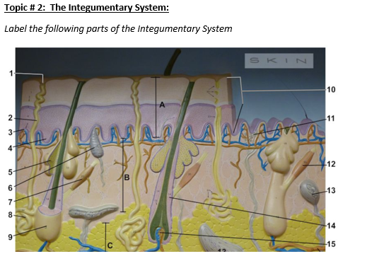 Solved Topic #2: The Integumentary System: Label the | Chegg.com
