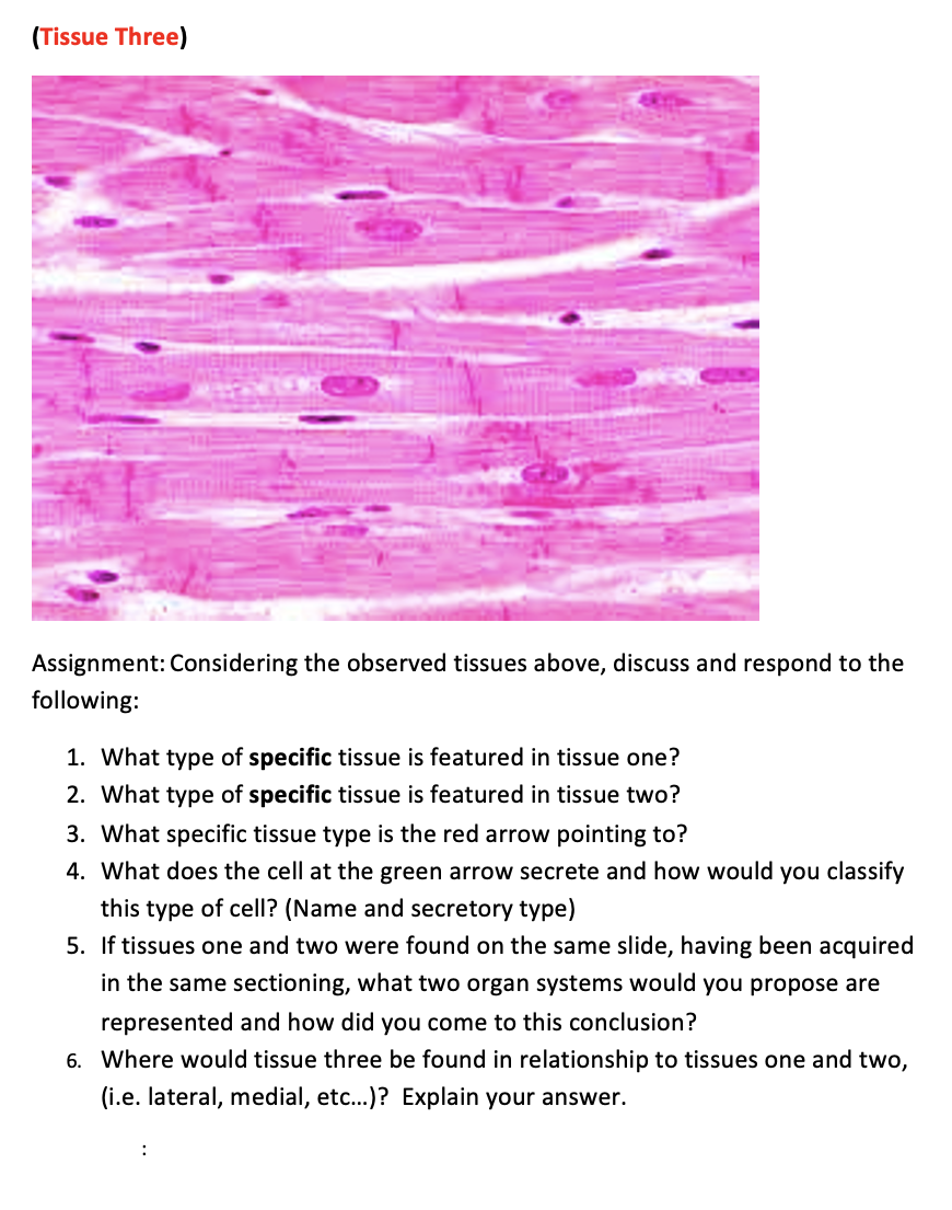 Solved Histology Assignment You, the histologist, observe a | Chegg.com