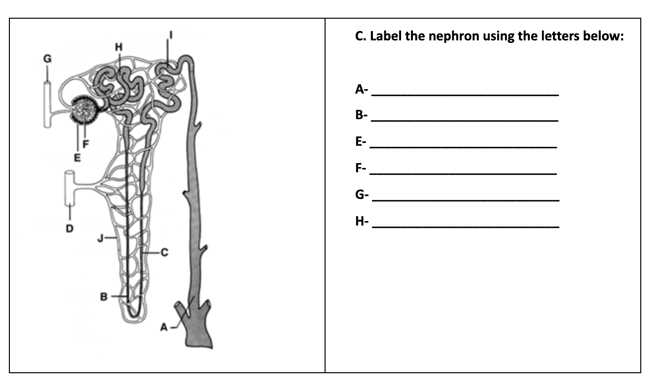 Solved C. Label the nephron using the letters below: H A- B- | Chegg.com