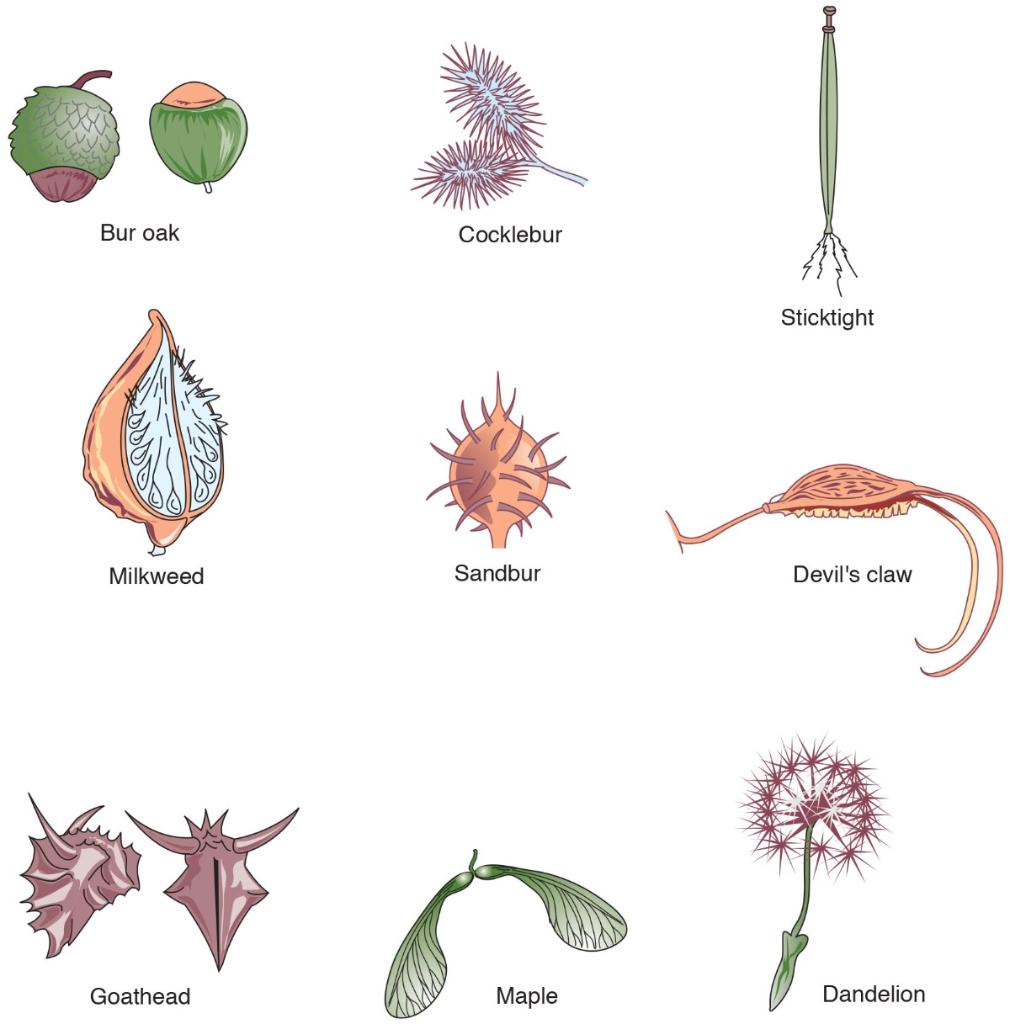Solved Table 1 - Dispersal mechanisms of fruits and seeds. | Chegg.com