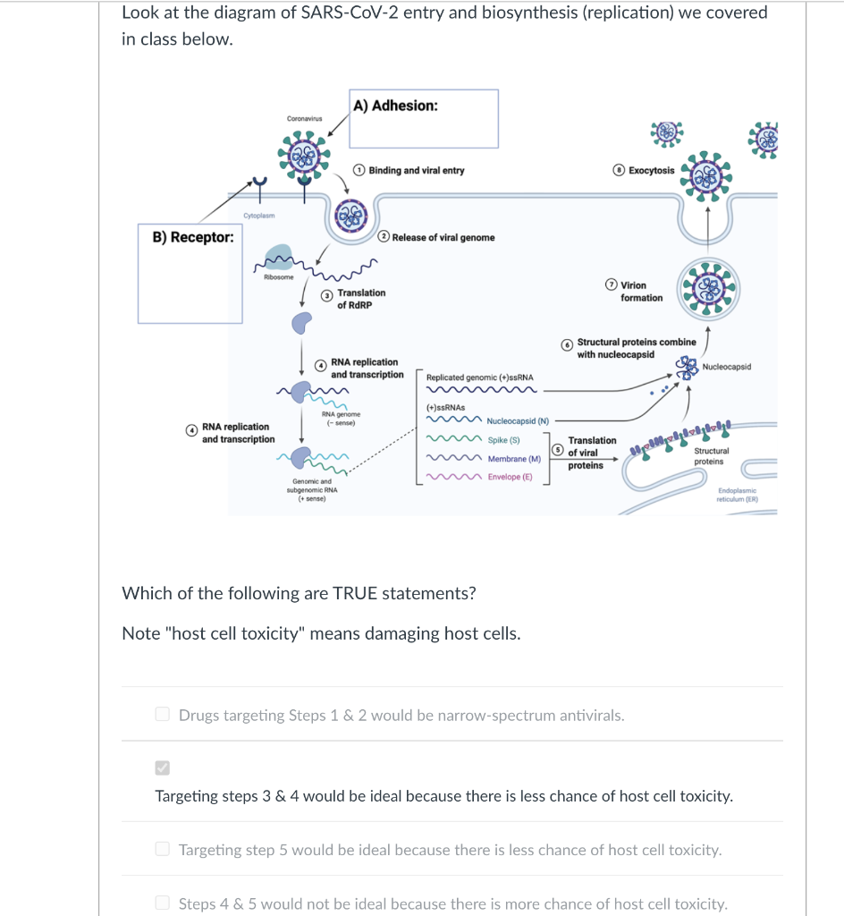 Solved Look at the diagram of SARS-CoV-2 entry and | Chegg.com