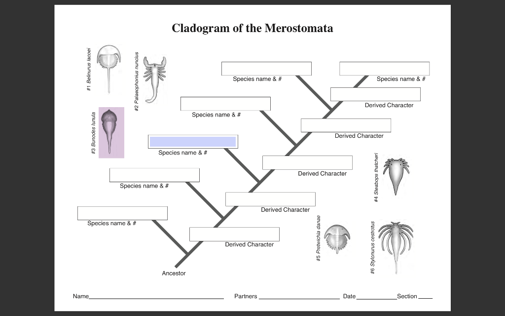Solved Cladogram of the Merostomata #1 Belinurus lacoei #2 | Chegg.com