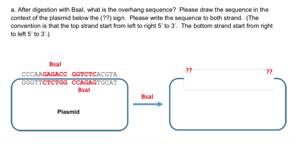 Solved a. After digestion with Bsal, what is the overhang | Chegg.com