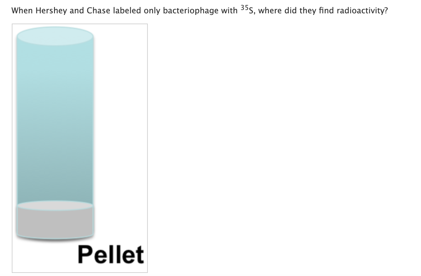 Solved When Hershey and Chase labeled only bacteriophage | Chegg.com