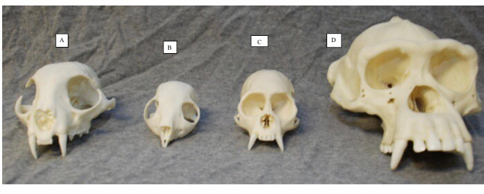 Solved 1. which skulls ( A B C D ) have only the postorbital | Chegg.com
