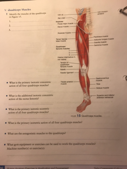 Muscles Of The Quadriceps