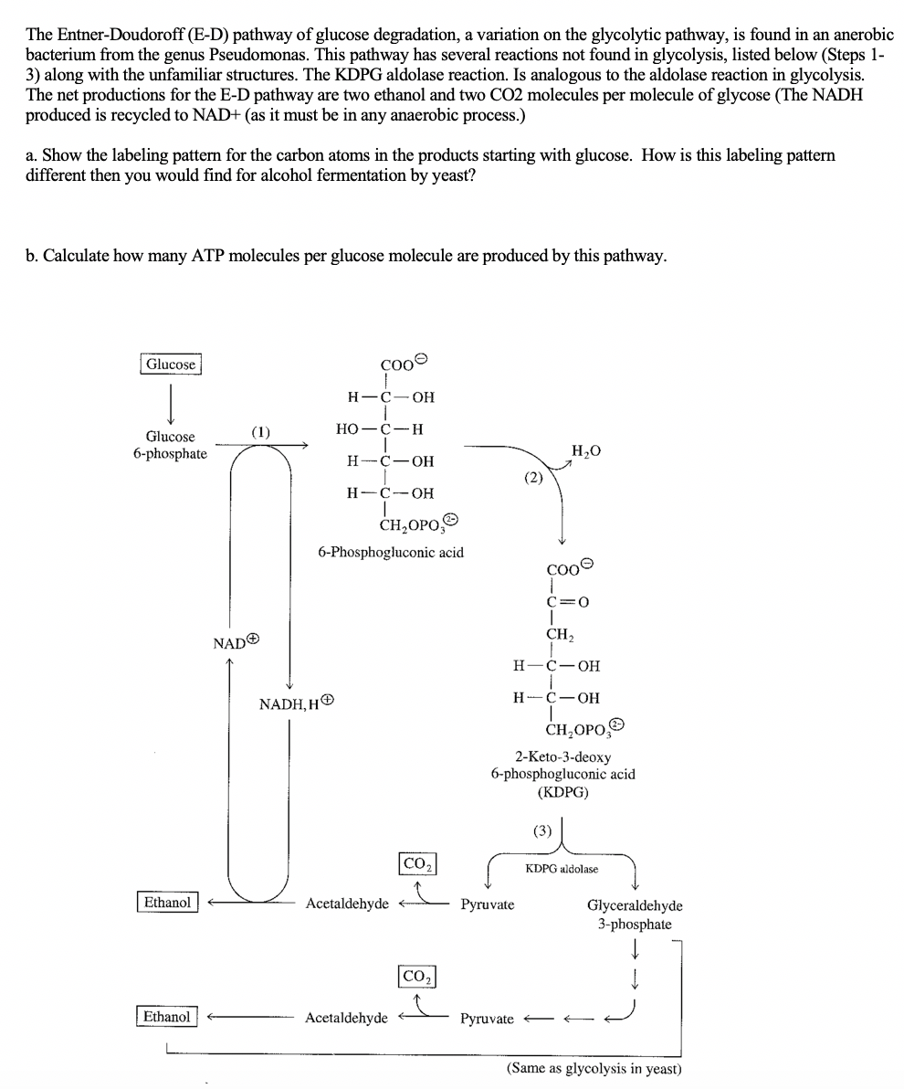 Entner Doudoroff Pathway