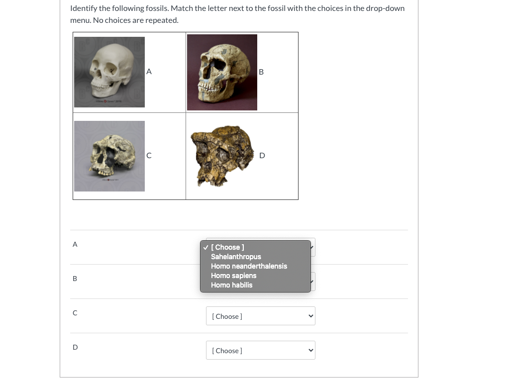 The robust varieties of Australopithecus have | Chegg.com